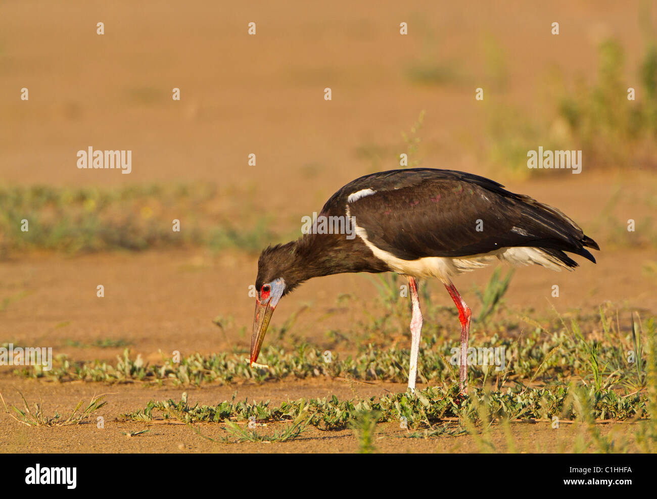 Stork eating hi-res stock photography and images - Alamy