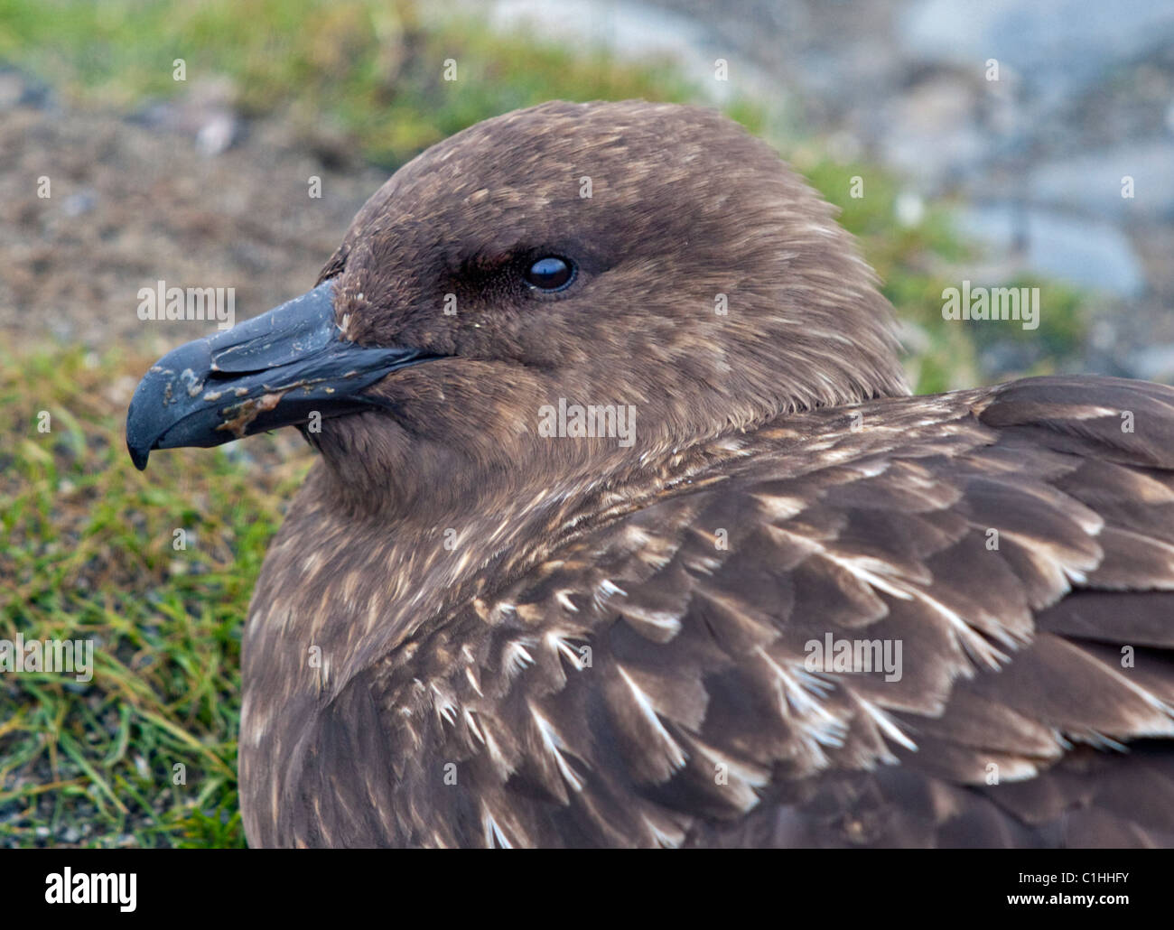 Brown Subantarctic Skua (stercoraius antarcticus lonnbergi), Salisbury Plain, South Georgia ...