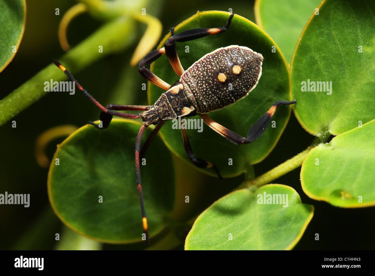 Macro photo of Coreid Bug taken on a plant in Brisbane Australia Stock ...