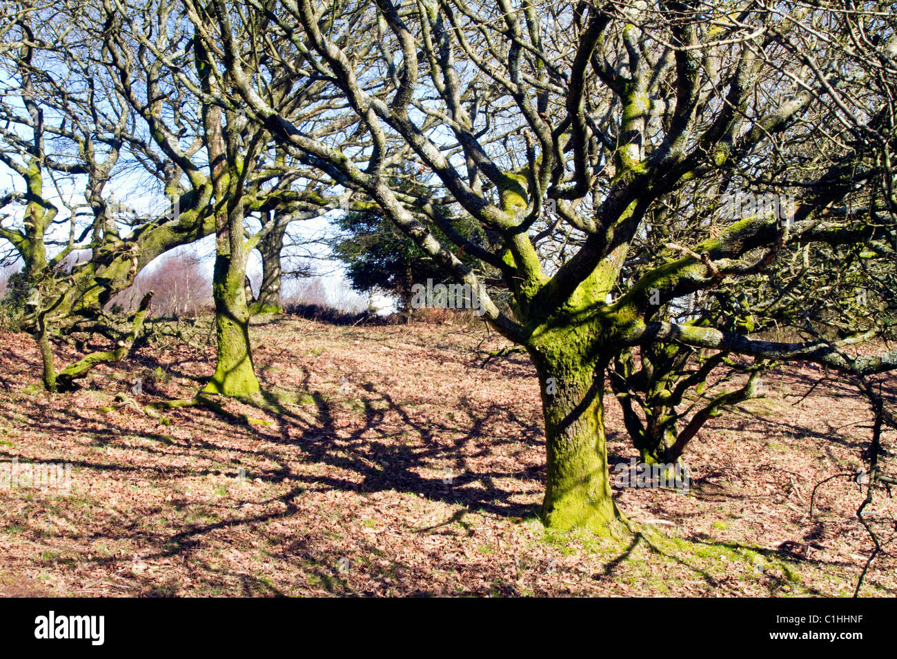 Oak tree's on the Quantock hills, West Somerset, England Stock Photo ...
