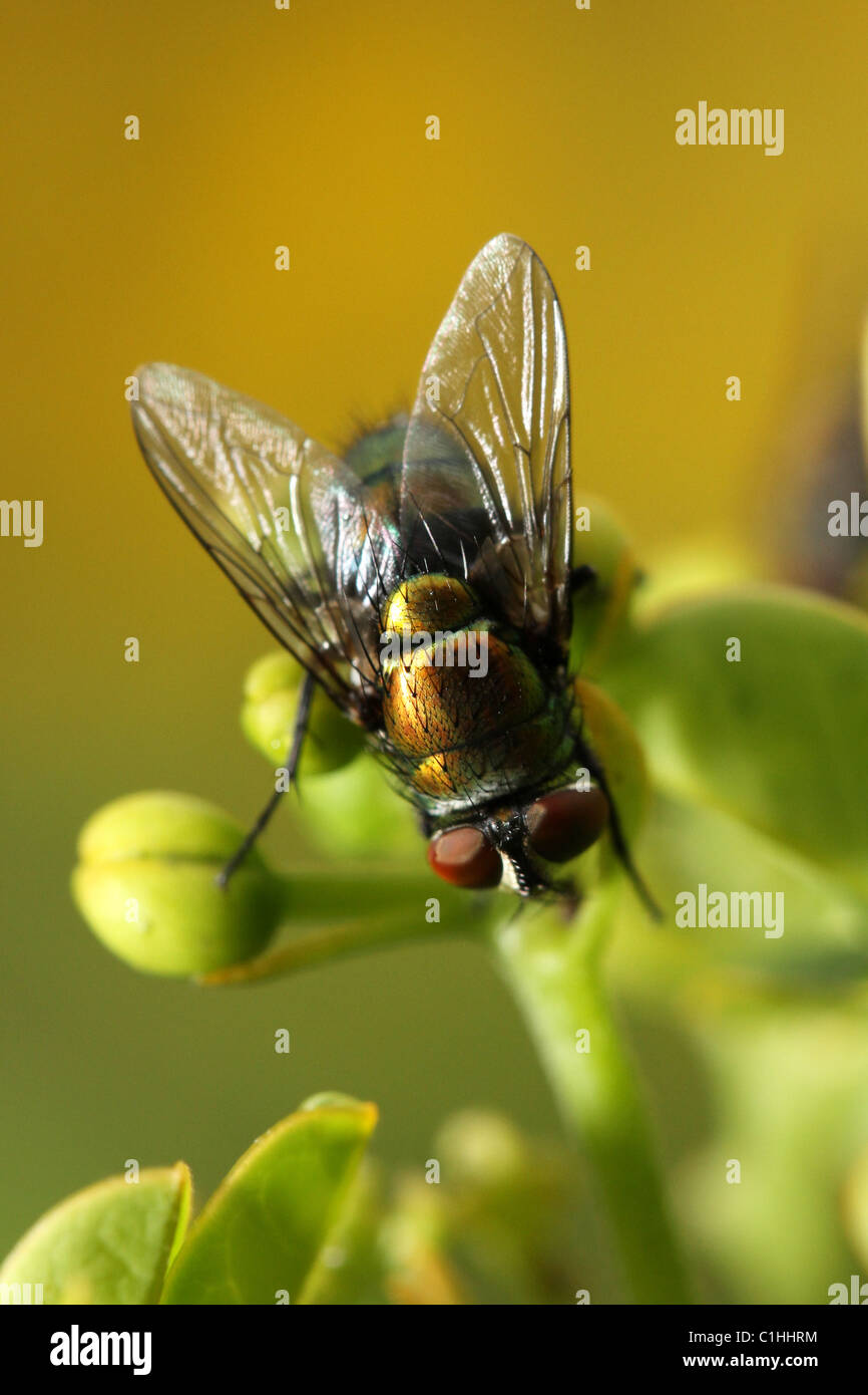 Brisbane insect hi-res stock photography and images - Alamy