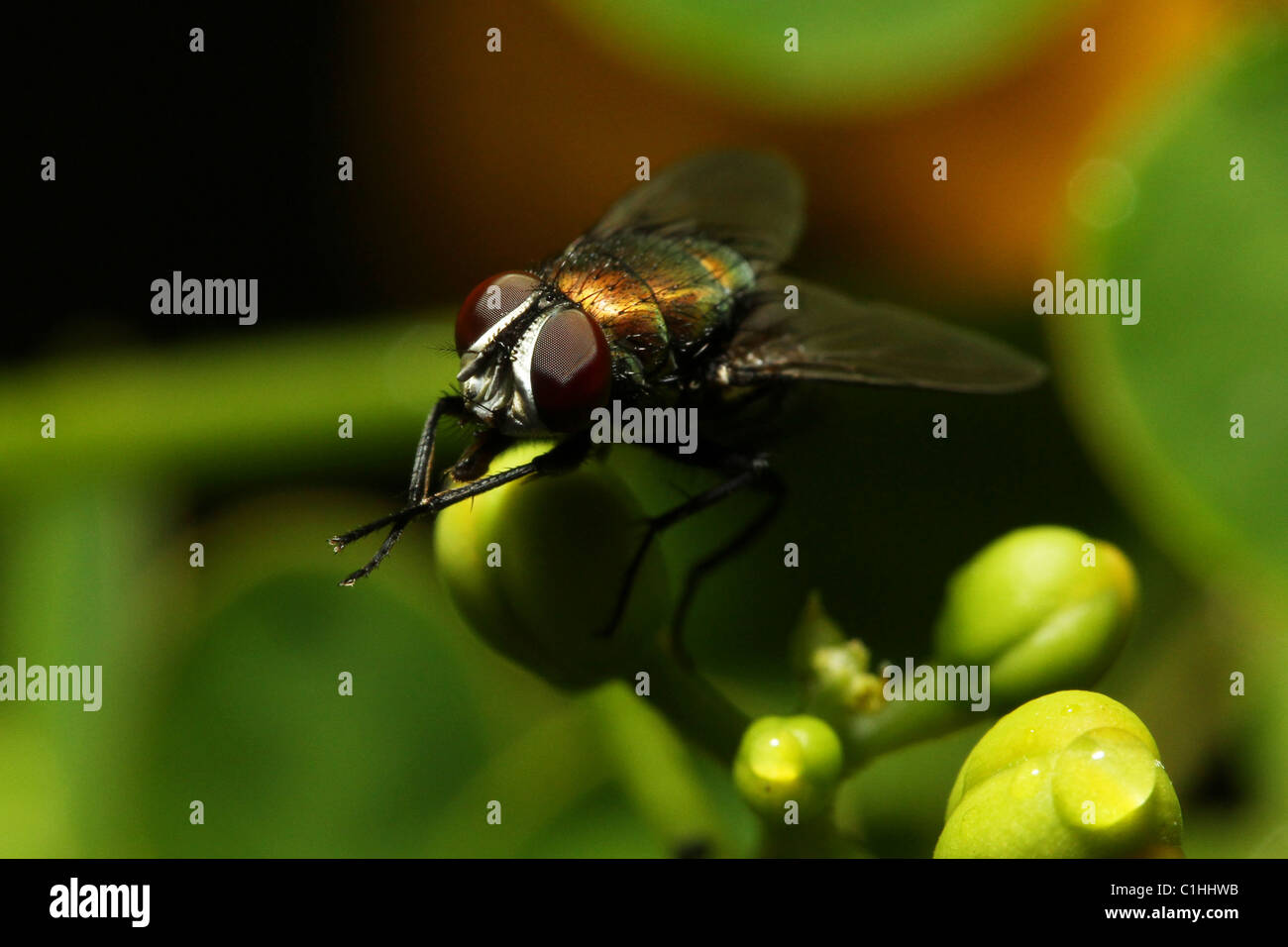 Brisbane insect hi-res stock photography and images - Alamy