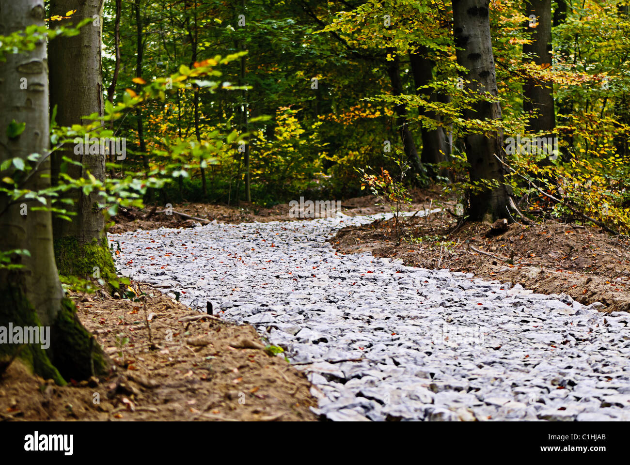Forest maintenance road construction, Germany, Europe Stock Photo - Alamy