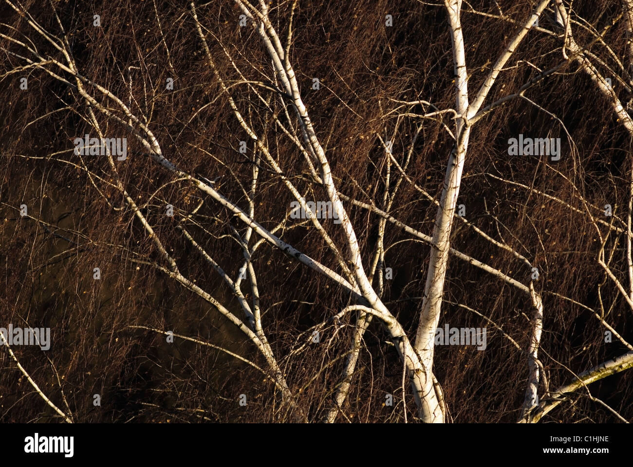 Silver Birch trees in autumn winter evening sunlight Stock Photo - Alamy