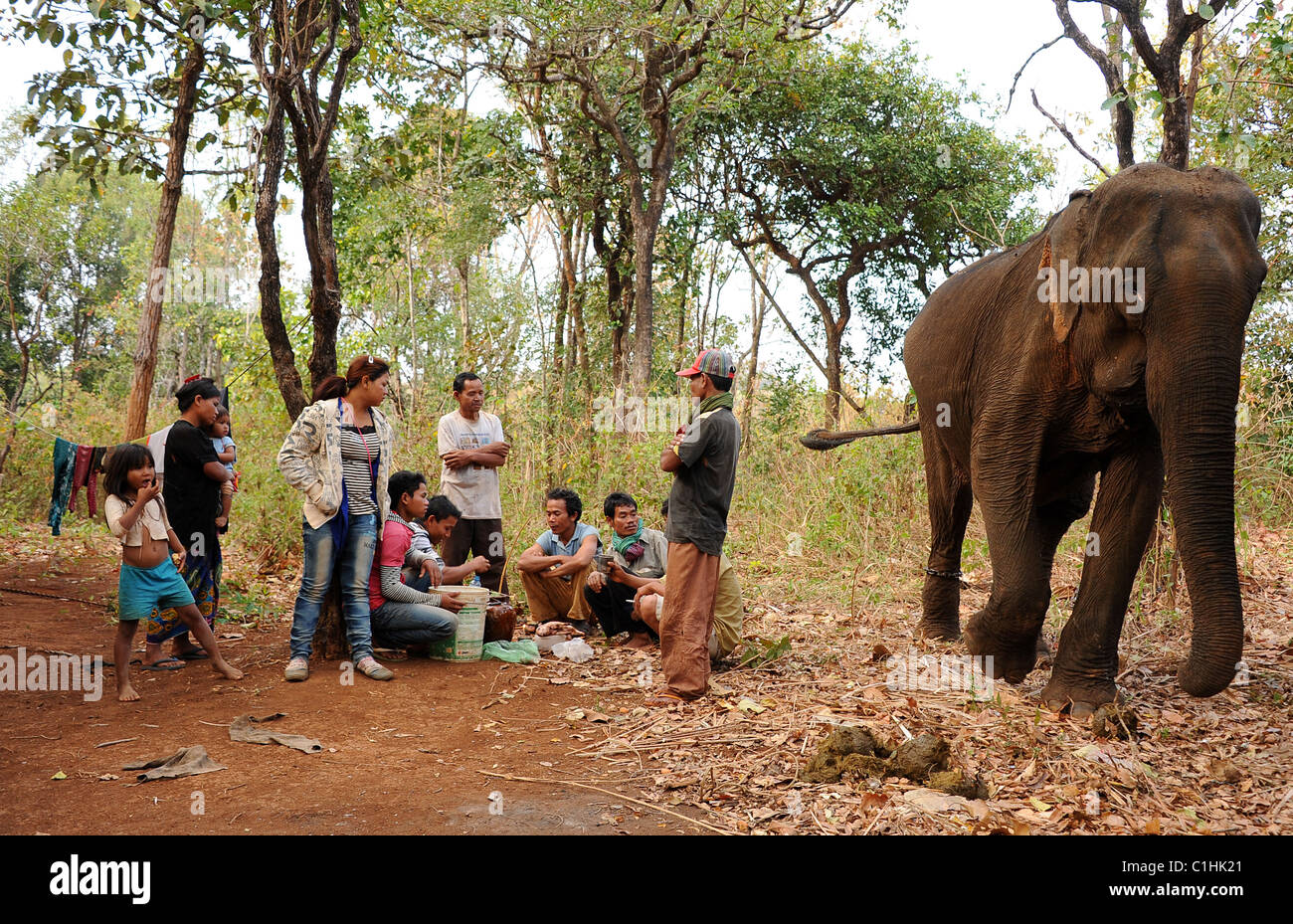 Elephant Drinking Alcohol
