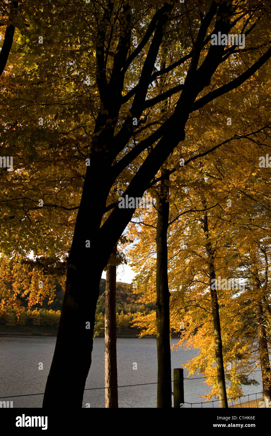 Canopy cover of trees hi-res stock photography and images - Alamy