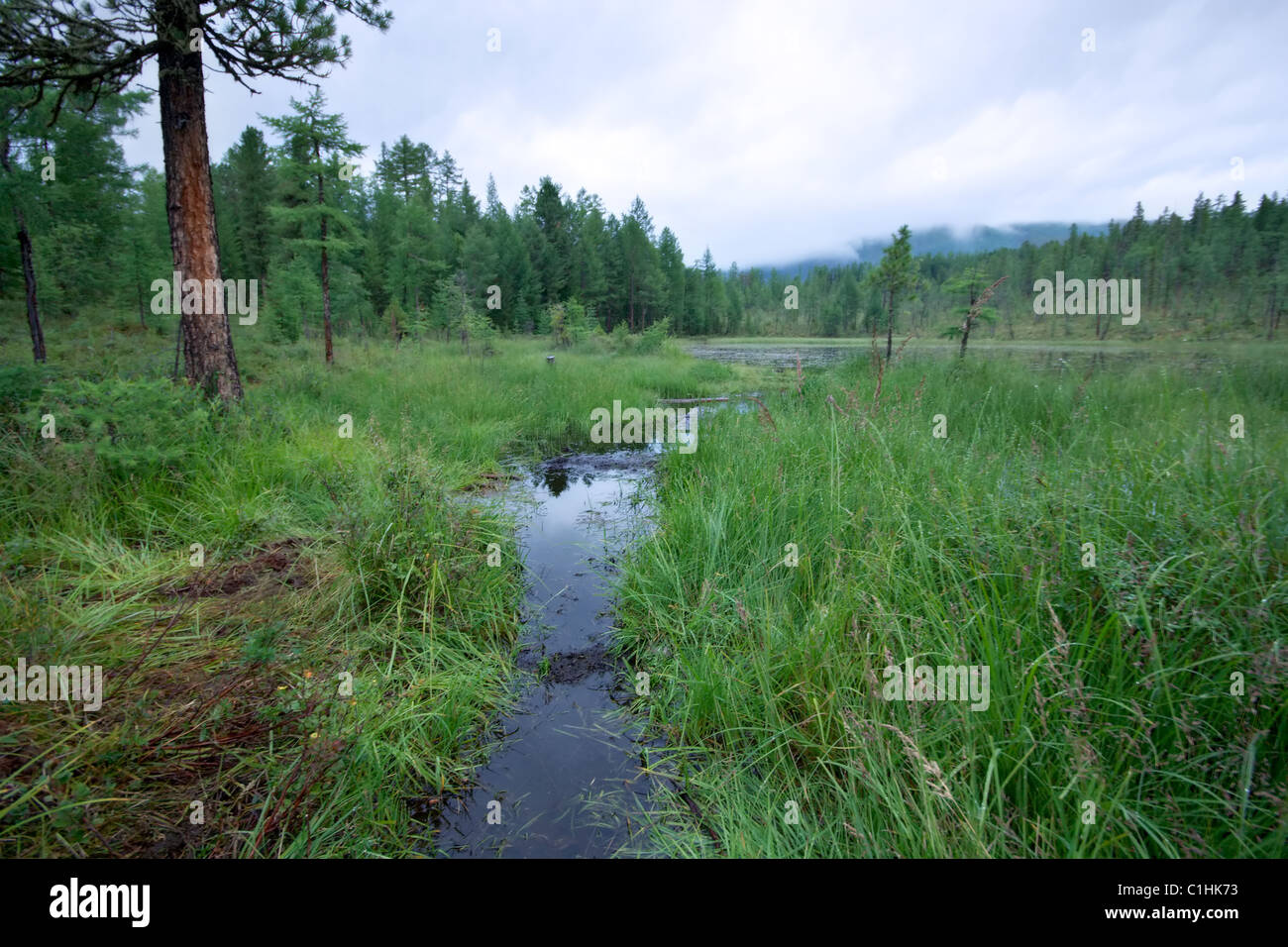 Beautiful bog (swamp), green grass in Russia forest. Taiga. Eastern ...