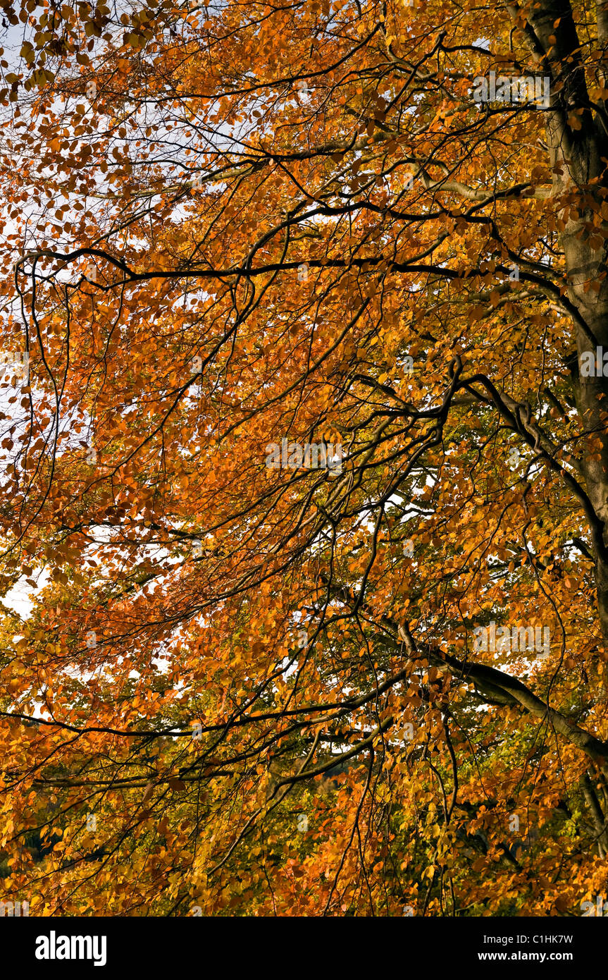 bright autumn countryside Stock Photo - Alamy