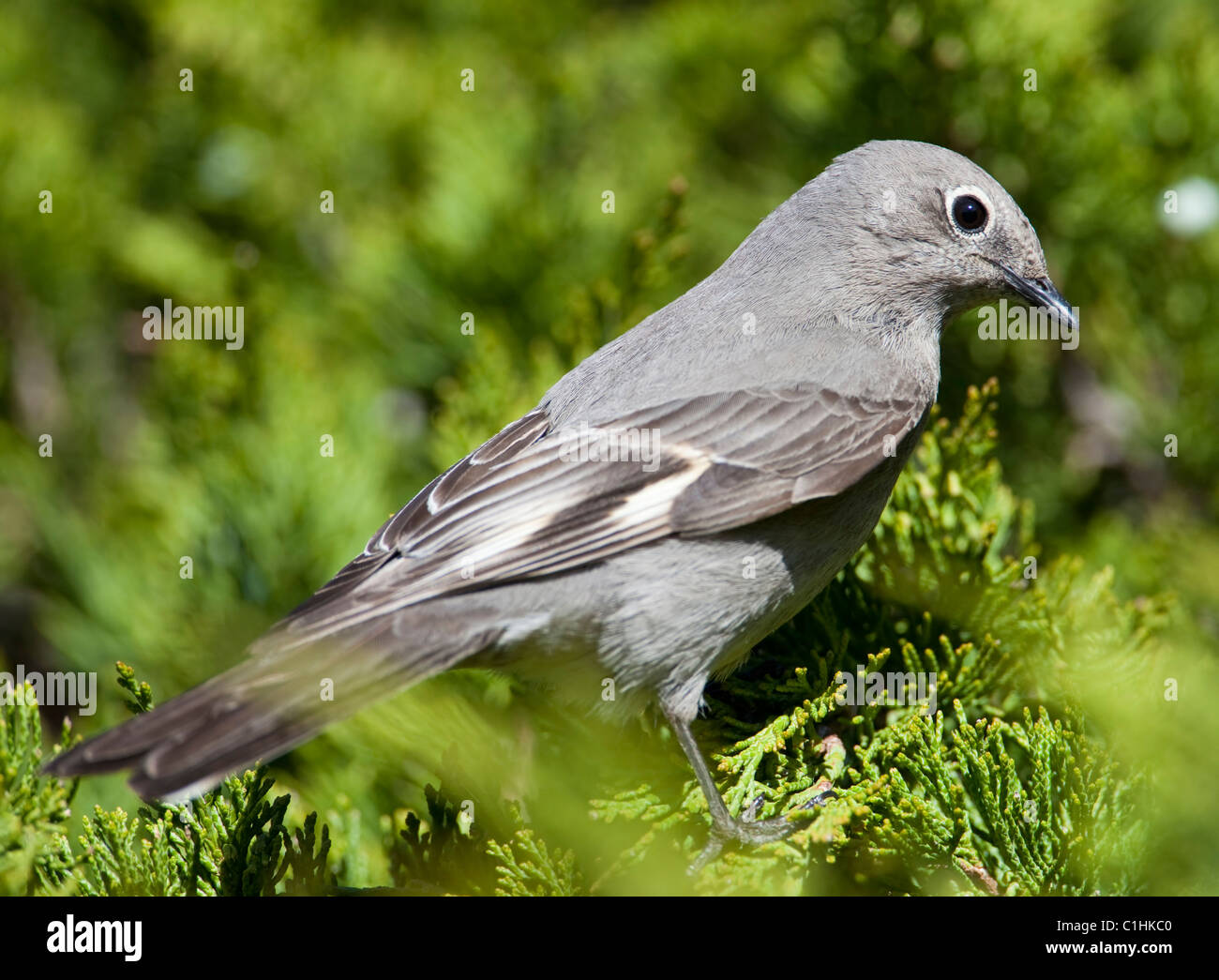 Townsend's solitaire (Myadestes townsendi), photographed in Utah Stock ...