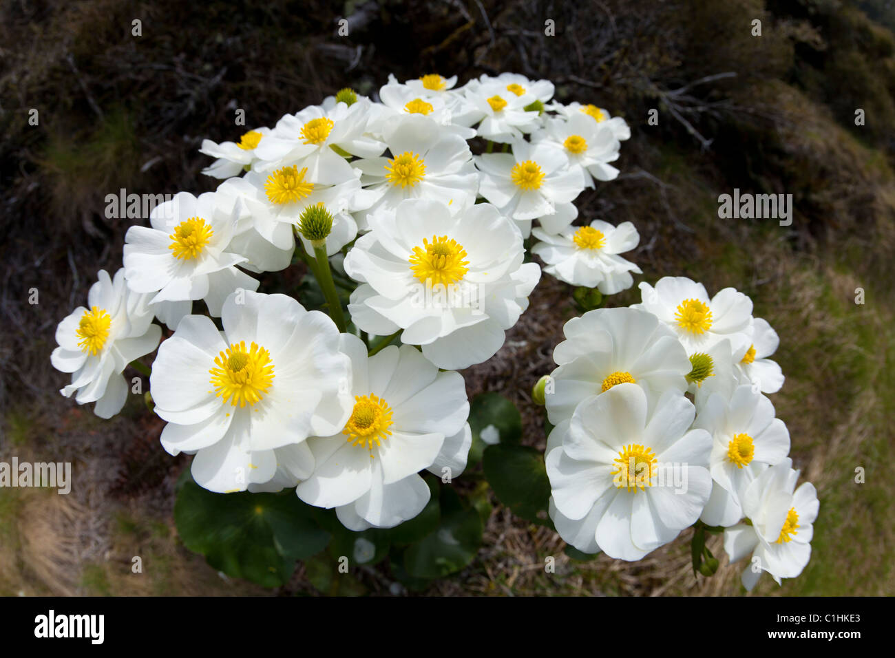 New zealand mount cook spring hi-res stock photography and images - Alamy