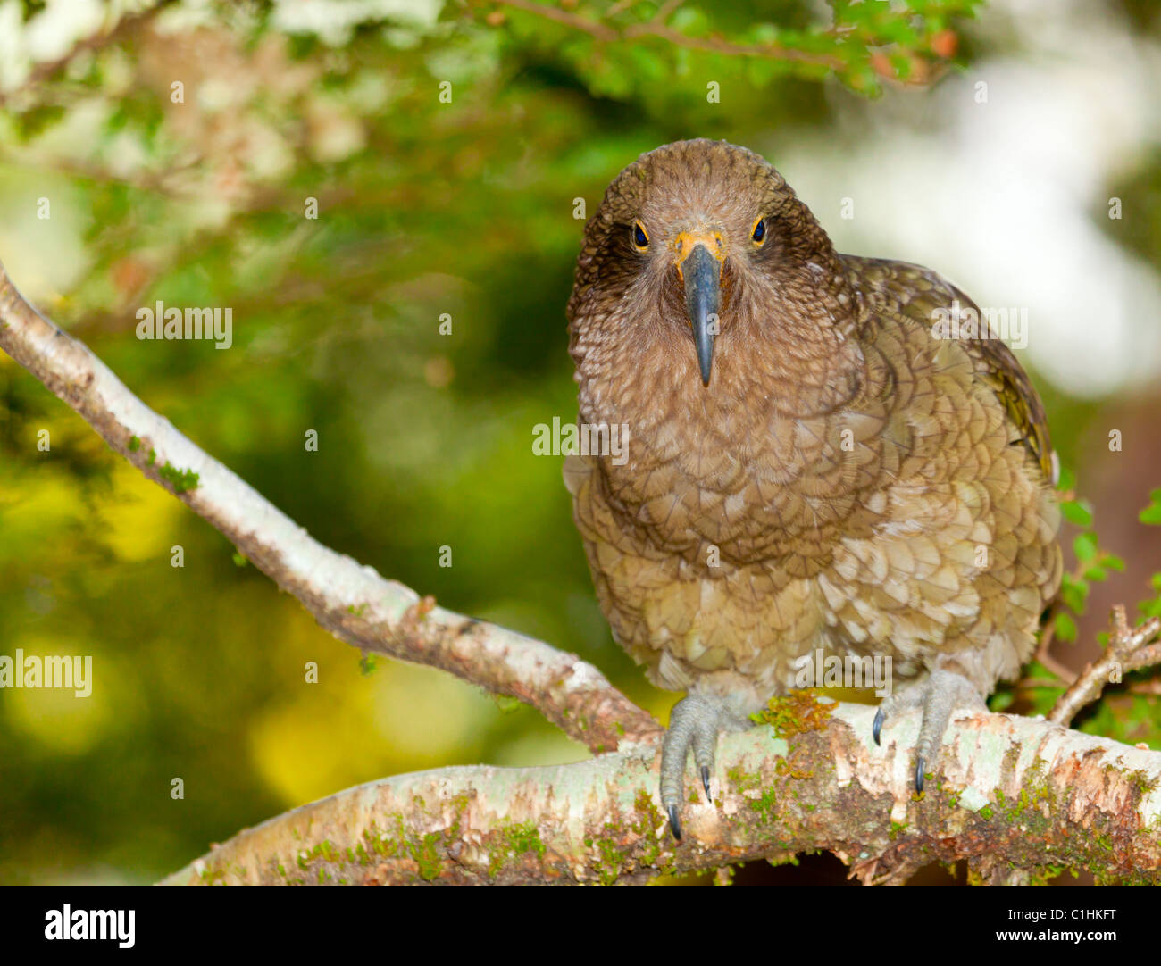 Kea alpine parrot in hi-res stock photography and images - Alamy