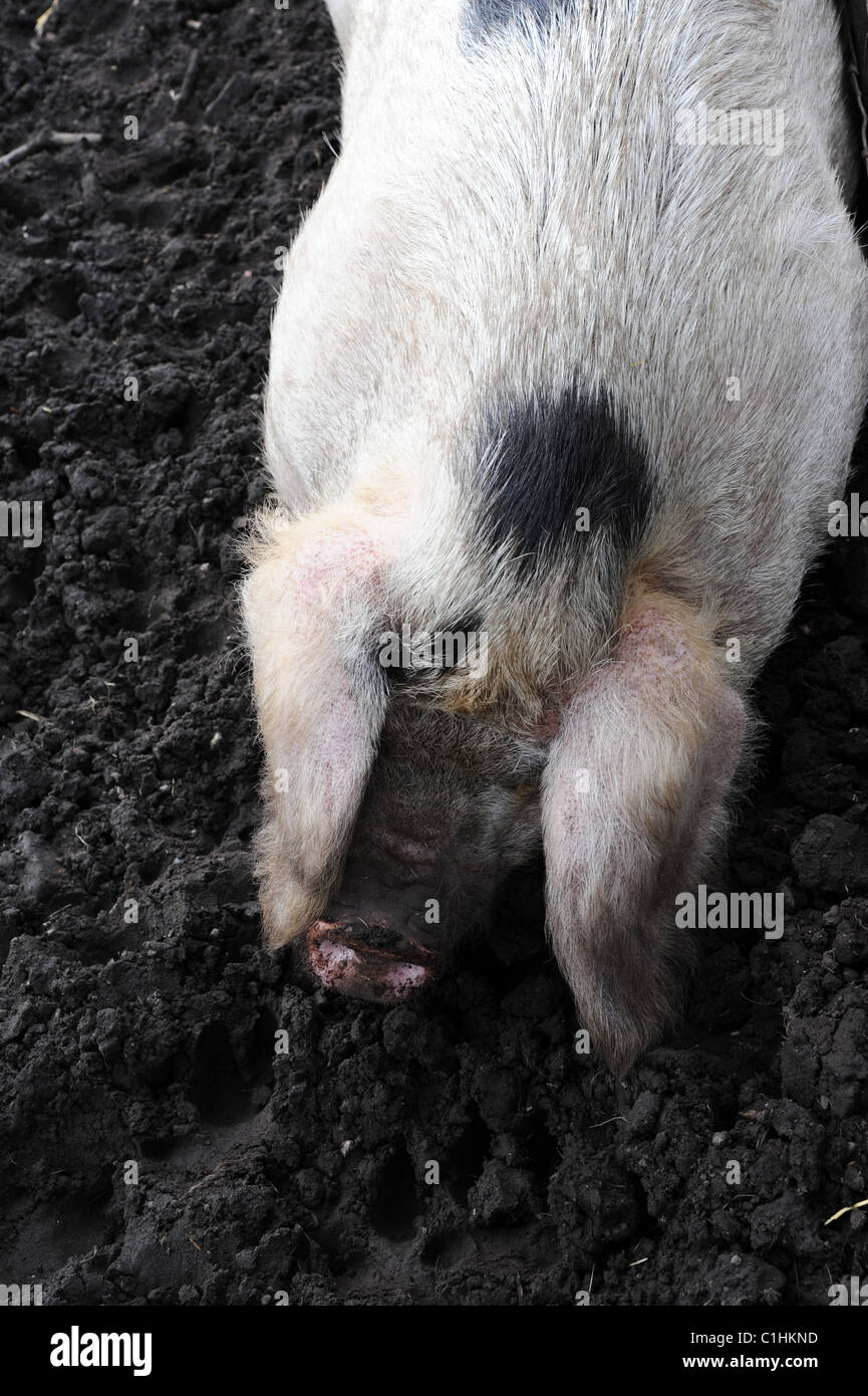 Pig in mud hi-res stock photography and images - Alamy