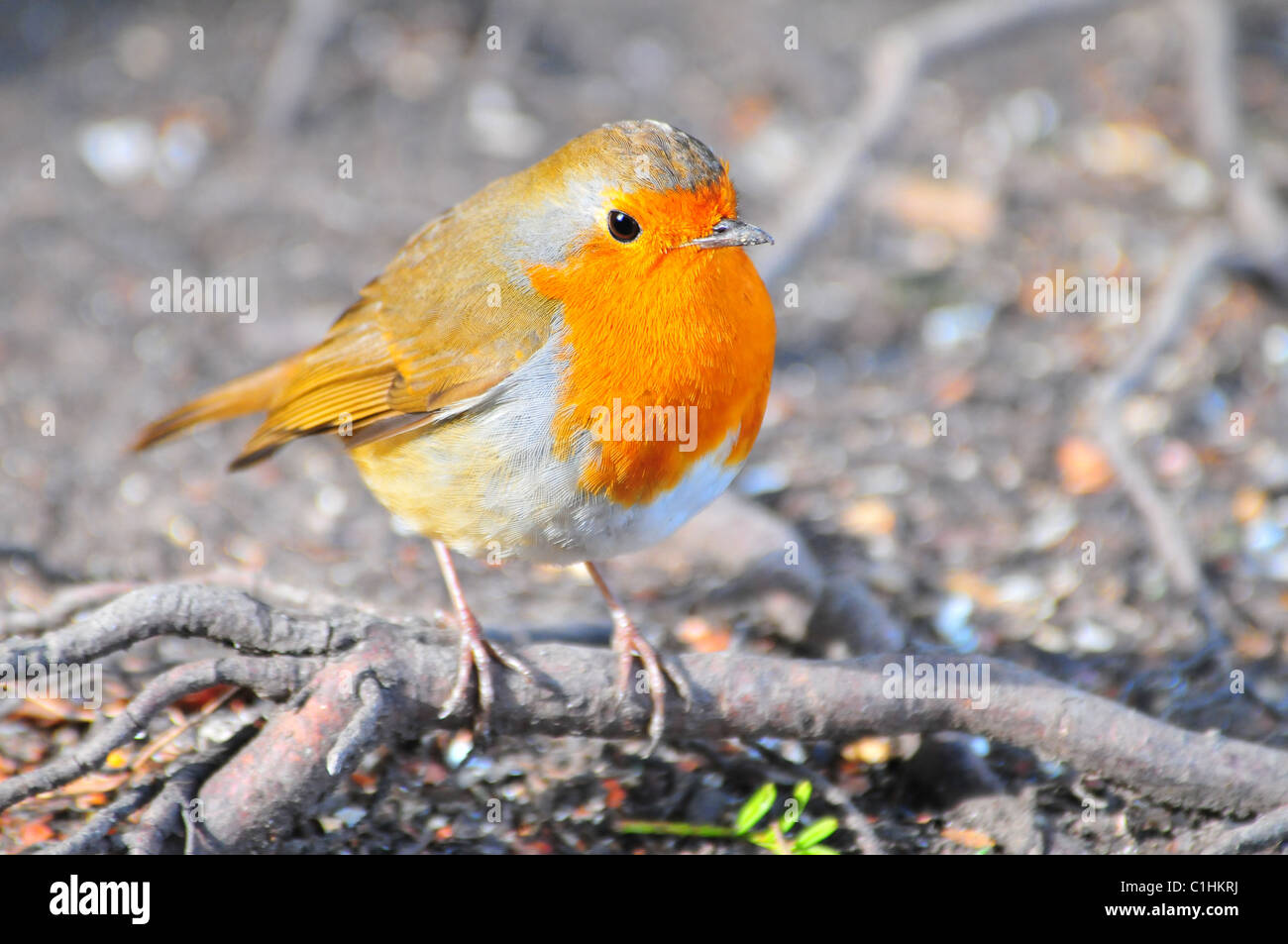 Robin looking to the left hi-res stock photography and images - Alamy