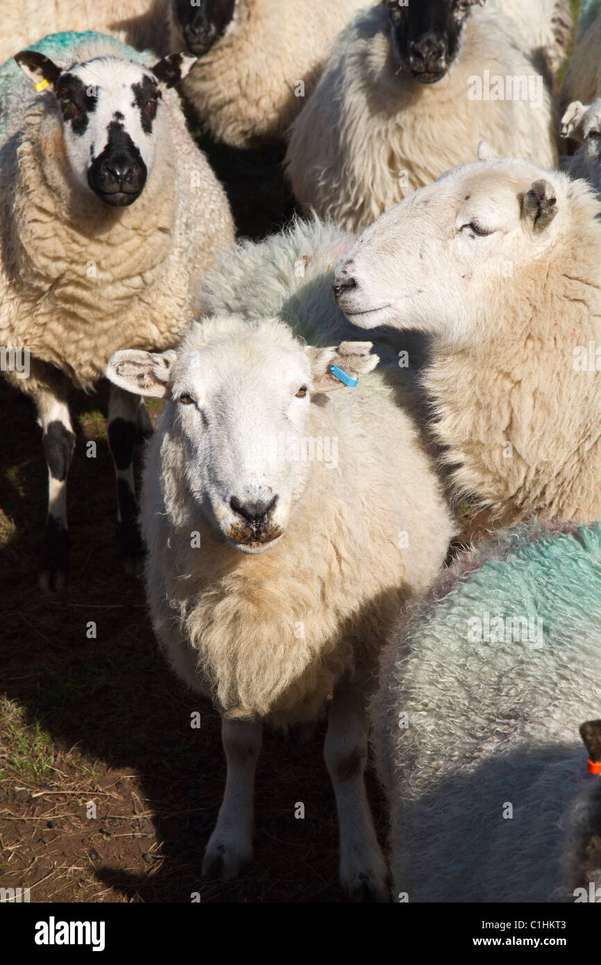 A flock of sheep Stock Photo - Alamy