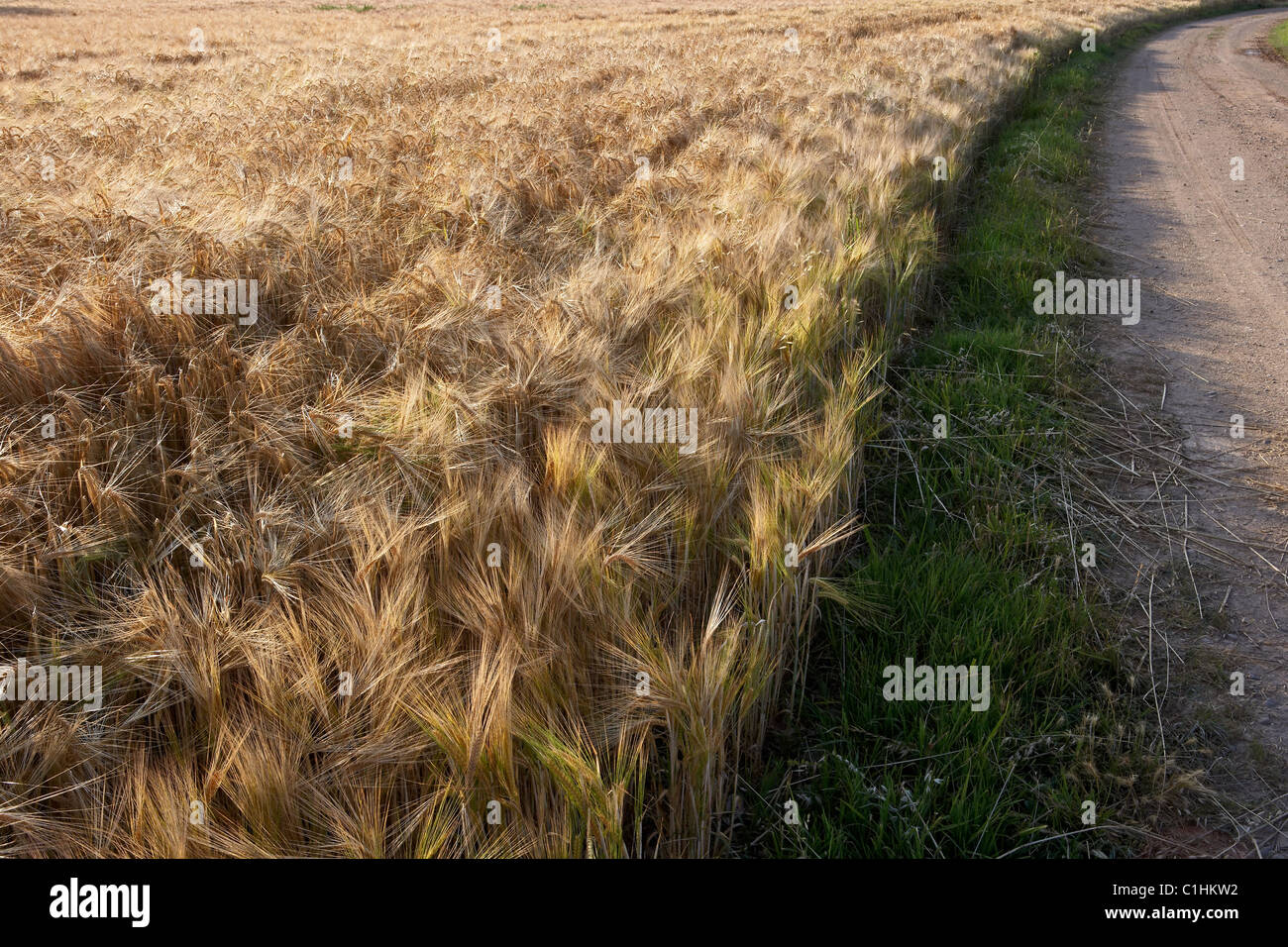 Path with field of wheat. LLeida, Spain Stock Photo - Alamy