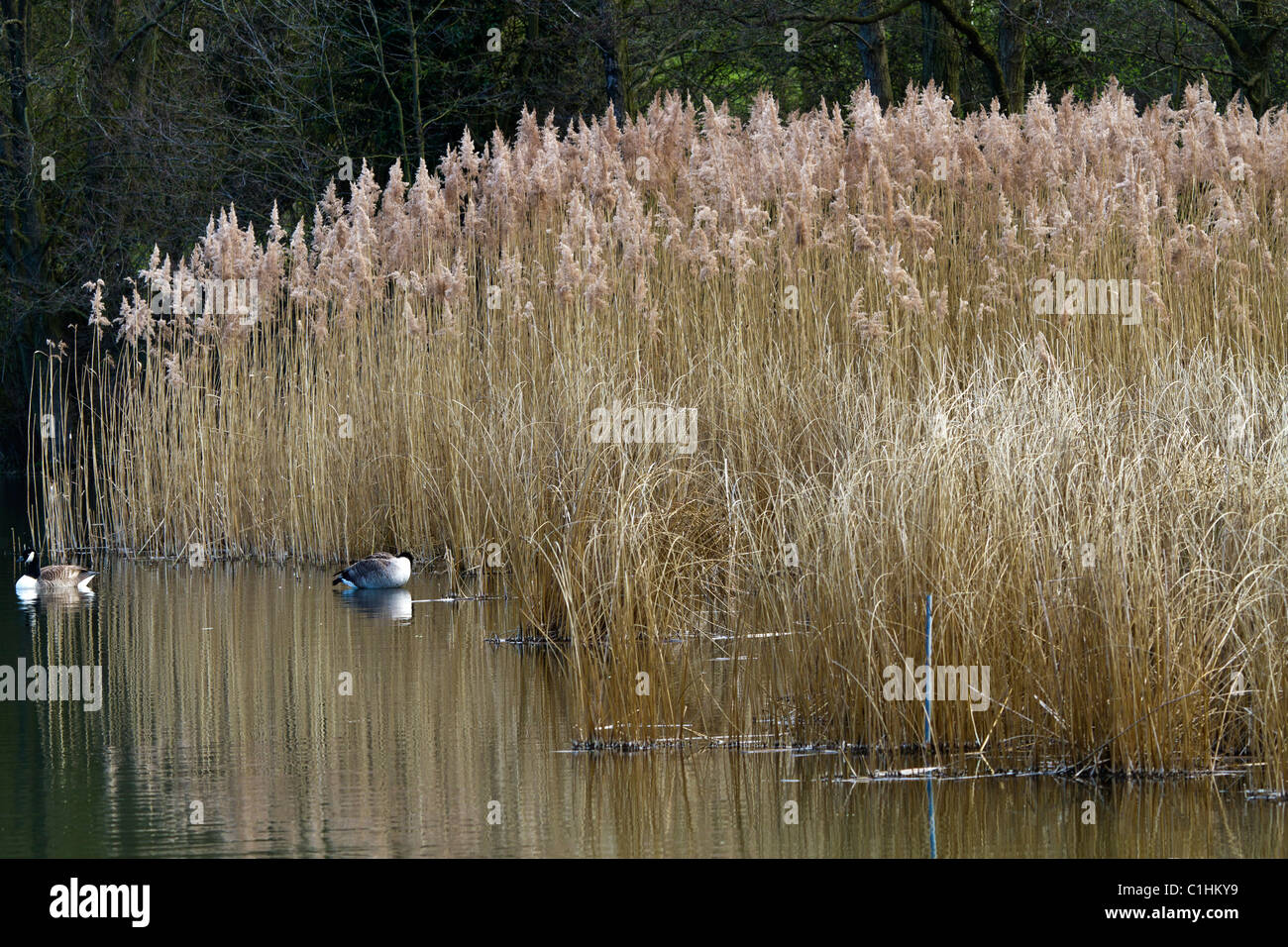 Reed pool hi-res stock photography and images - Alamy