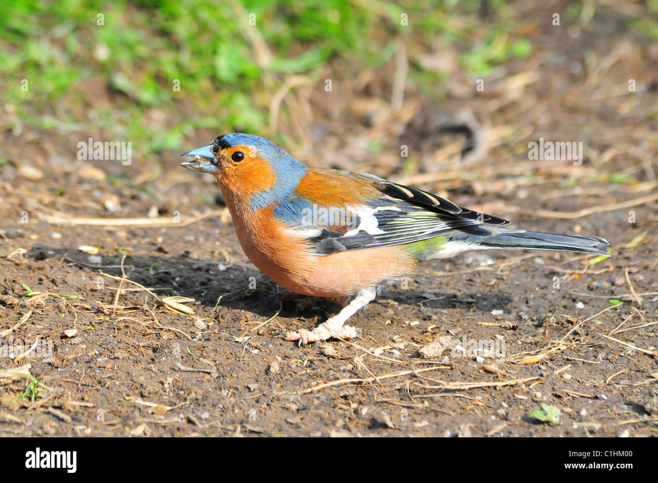 British chaffinch hi-res stock photography and images - Alamy