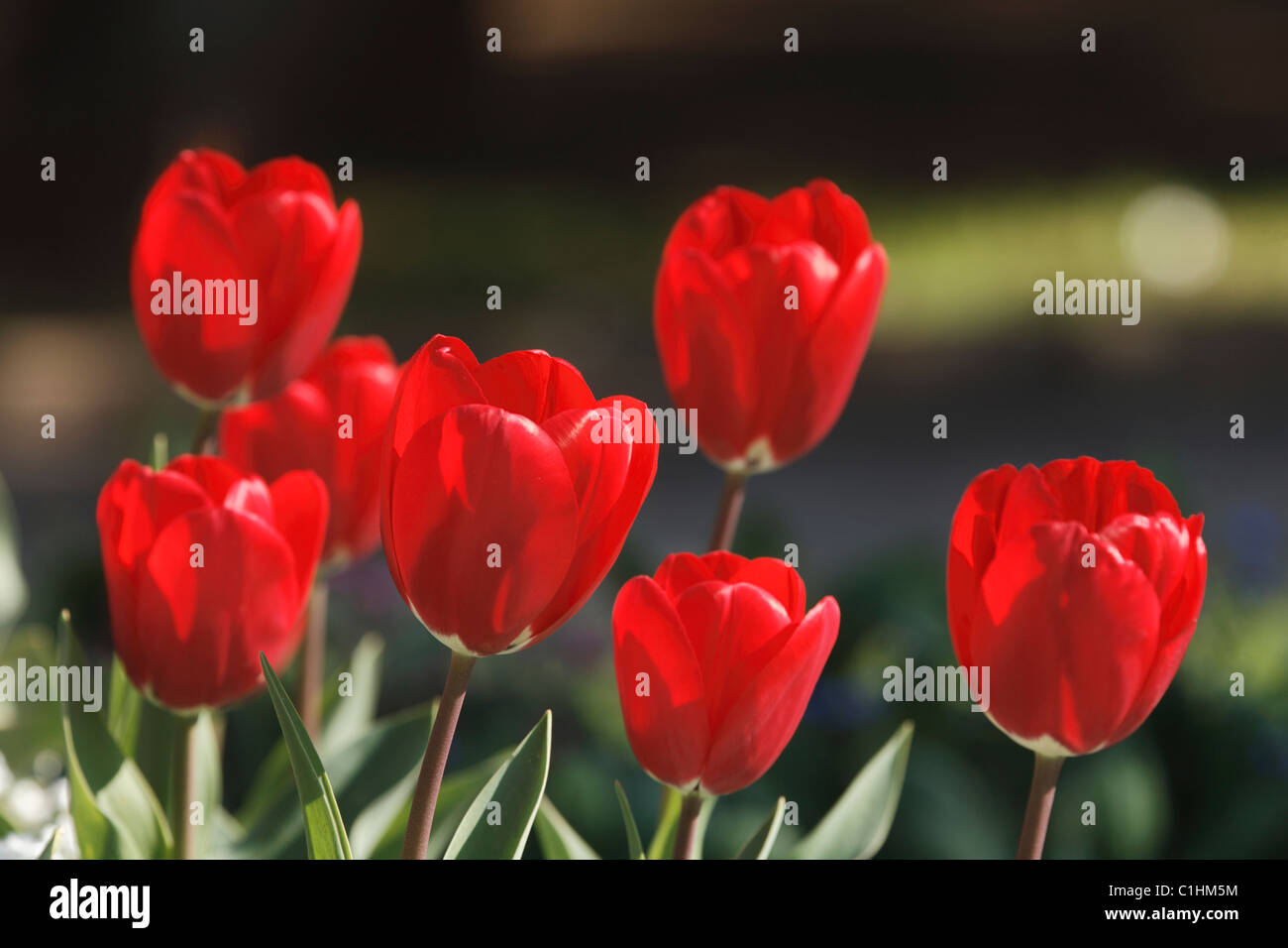 Land of tulips hi-res stock photography and images - Alamy