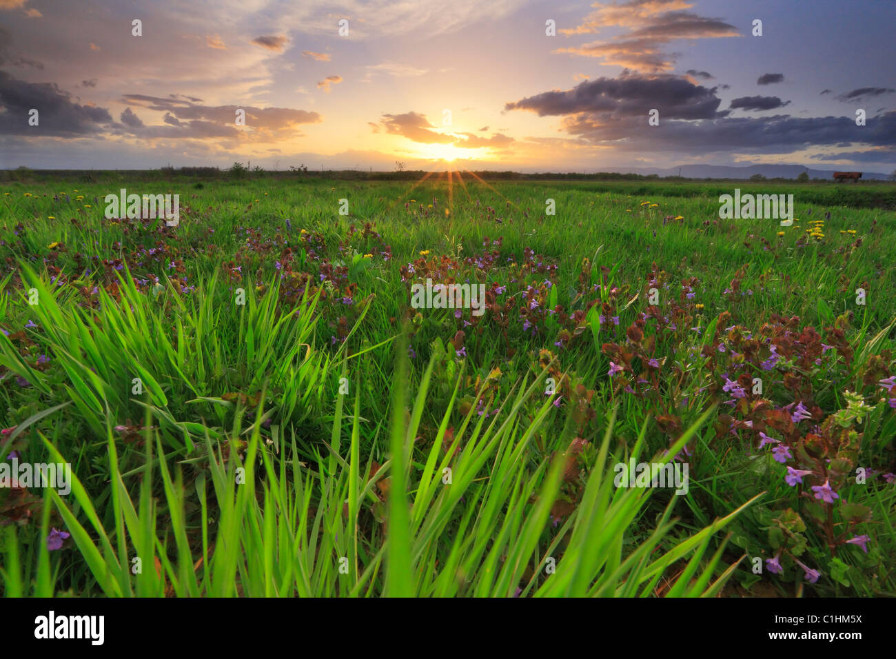 Meadow rush hi-res stock photography and images - Alamy