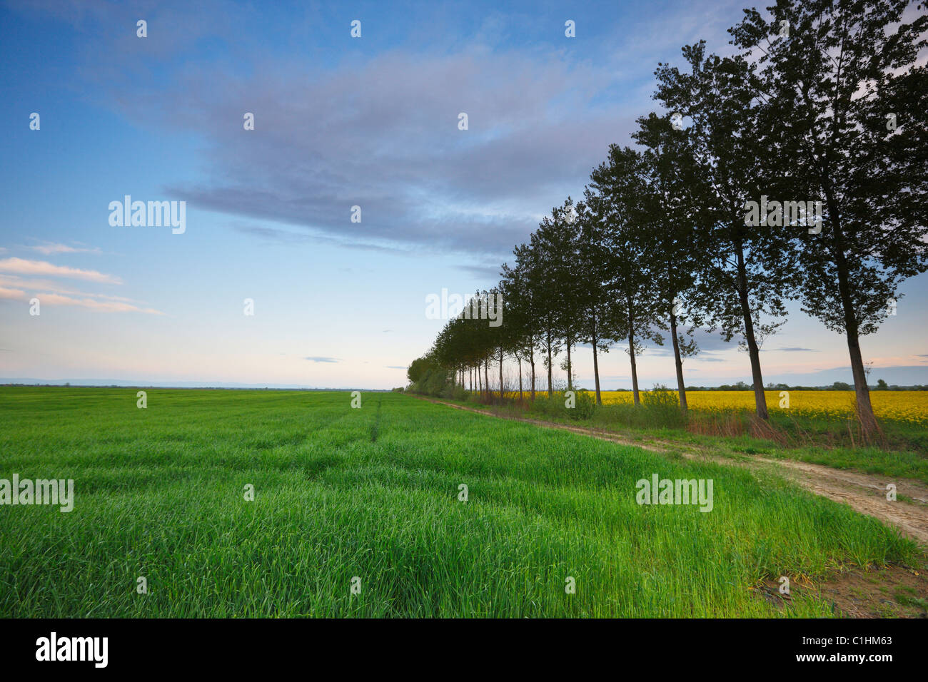 Wheat fields at spring Stock Photo - Alamy