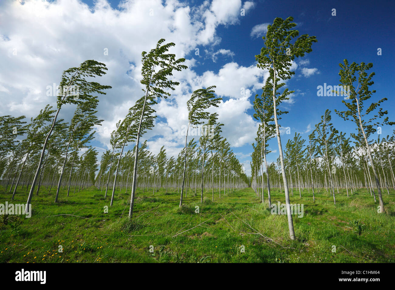 Birch plantation hi-res stock photography and images - Alamy