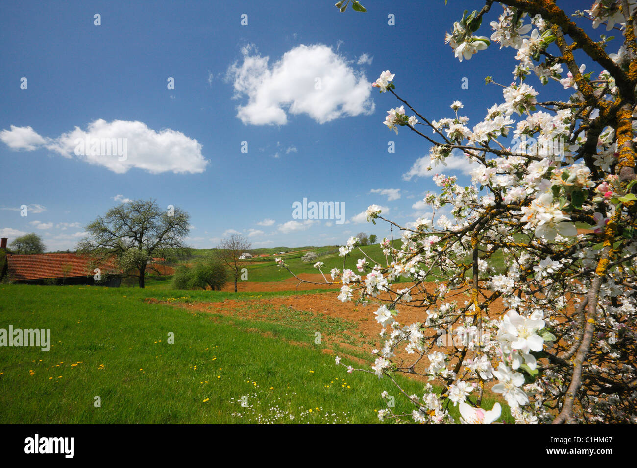 Meadow in spring Stock Photo - Alamy