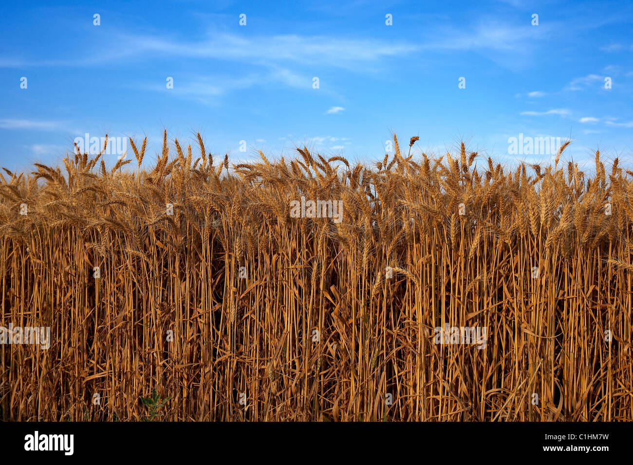 Field of wheat. LLeida, Spain Stock Photo - Alamy