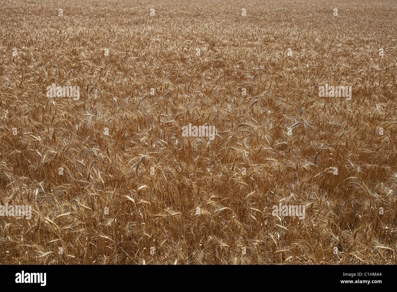 Spain wheat hi-res stock photography and images - Alamy