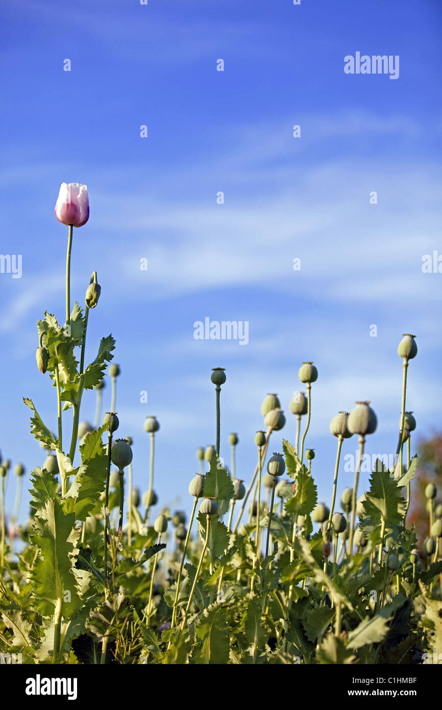 Opium field sap hi-res stock photography and images - Alamy