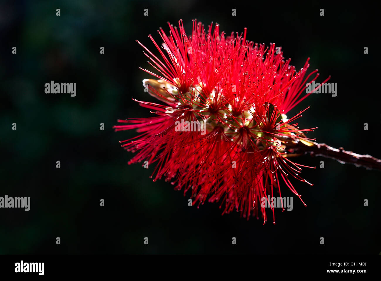 red bottle brush Stock Photo - Alamy