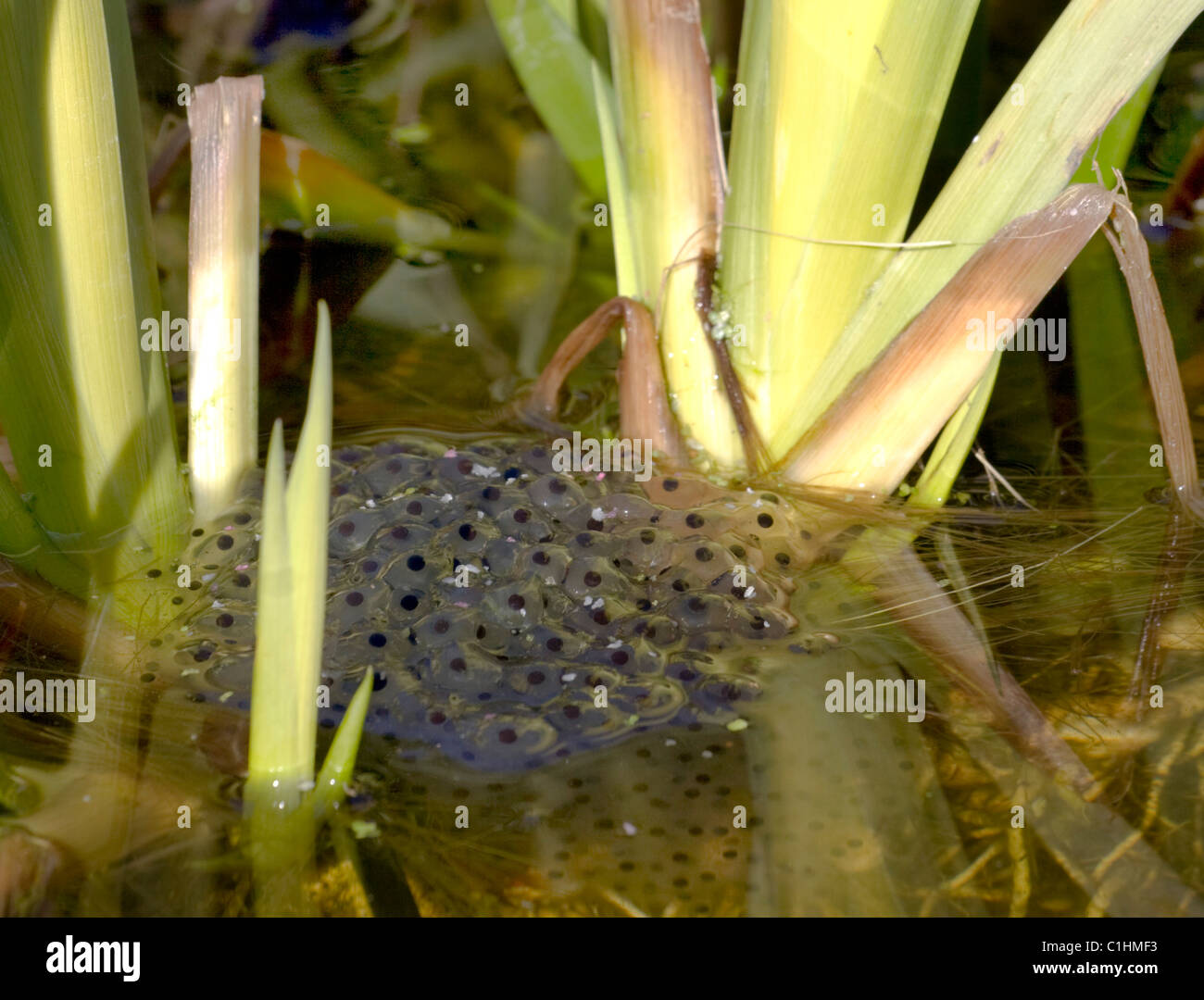Common frog spawn Stock Photo - Alamy