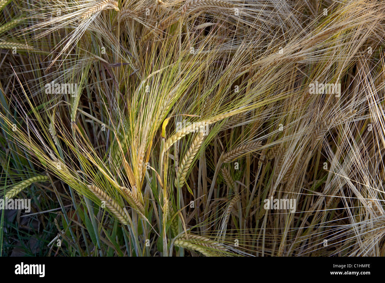 Spain wheat grain hi-res stock photography and images - Alamy