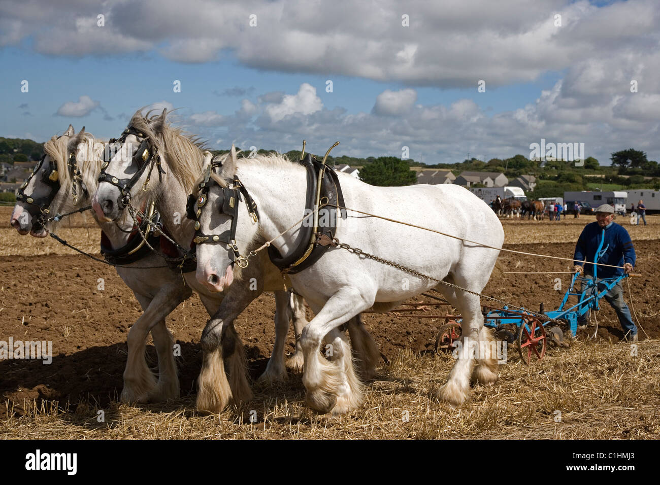White Shire Horse