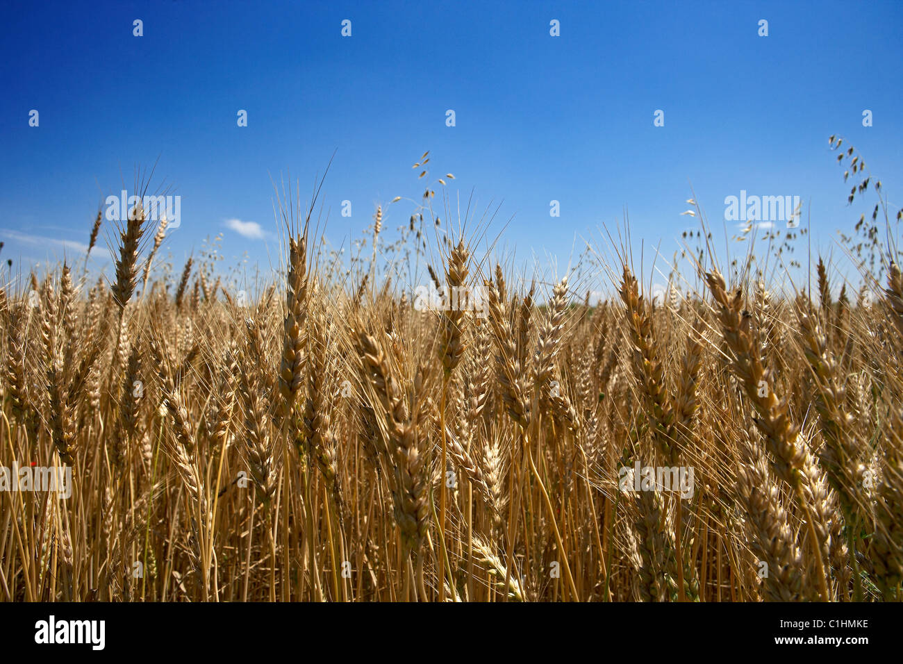 Field of wheat. LLeida, Spain Stock Photo - Alamy