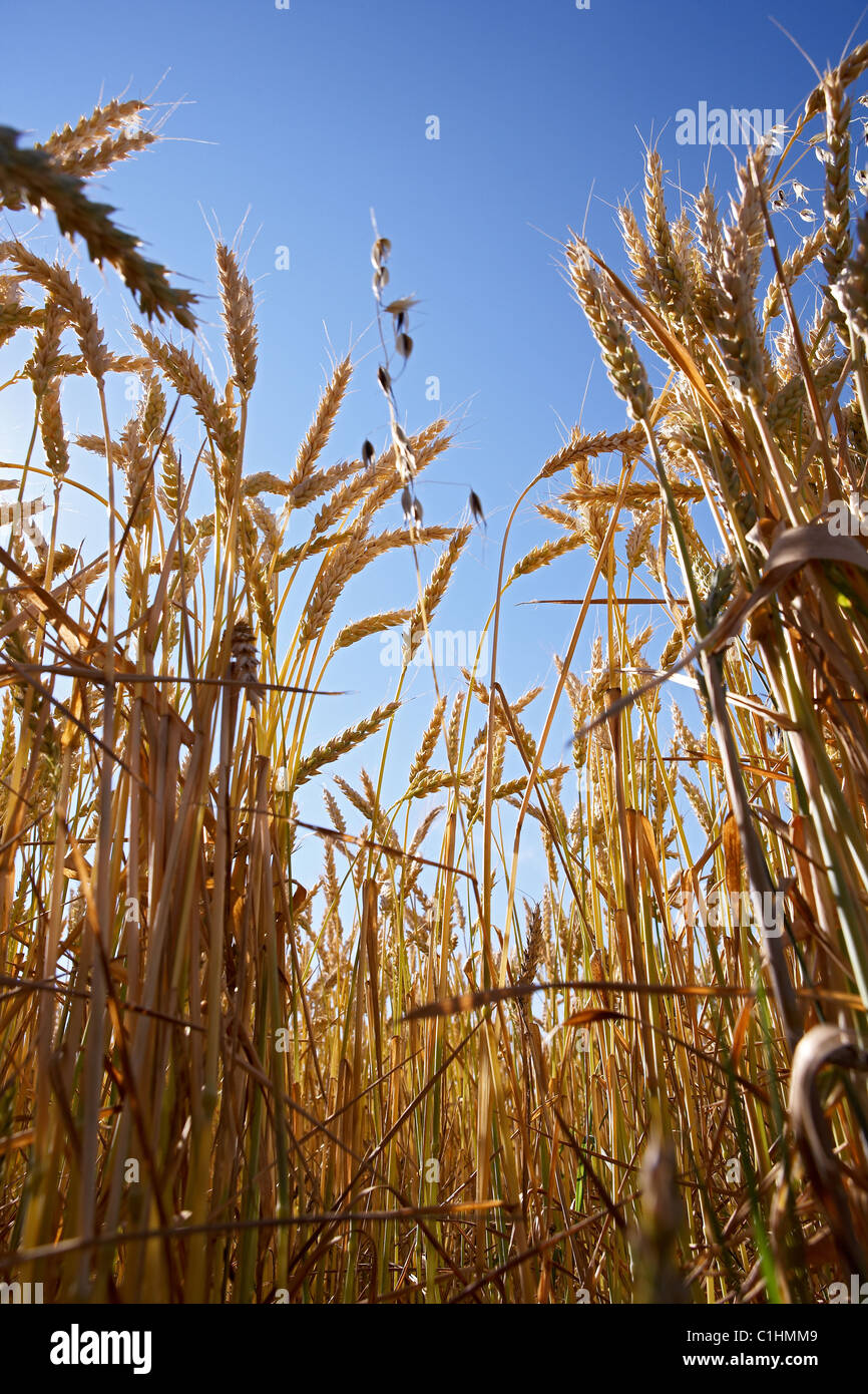 Field of wheat. LLeida, Spain Stock Photo - Alamy