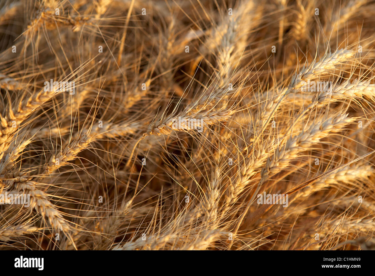 Spikes of wheat. LLeida, Spain Stock Photo - Alamy