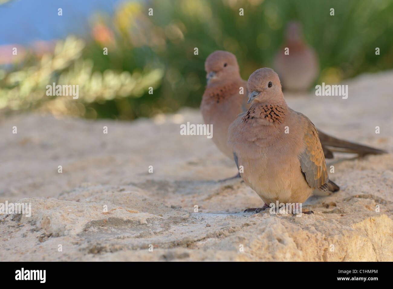 Pigeon Egypt Stock Photos & Pigeon Egypt Stock Images - Alamy