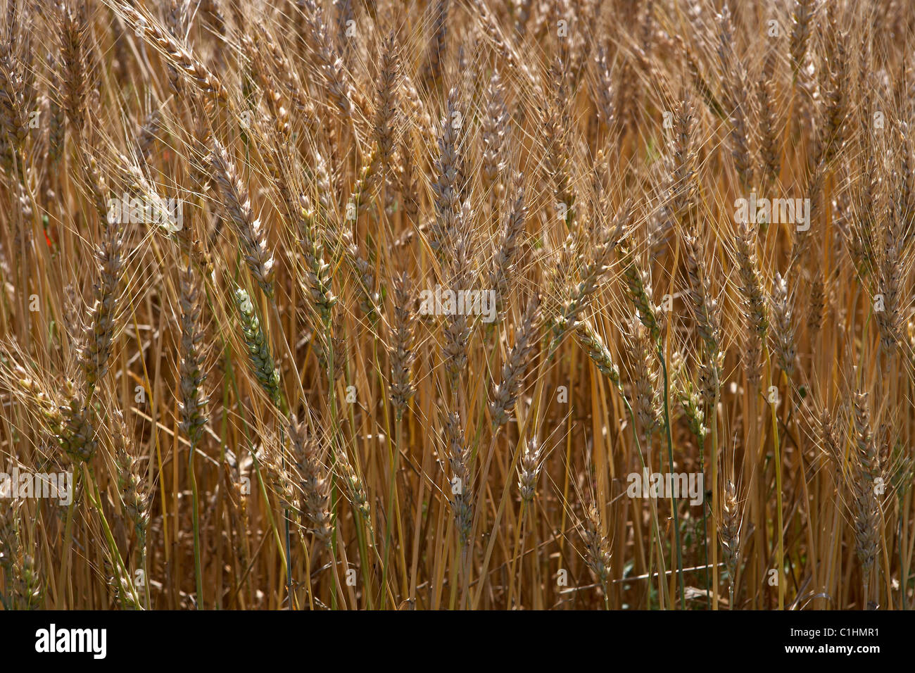 Spain wheat grain hi-res stock photography and images - Alamy