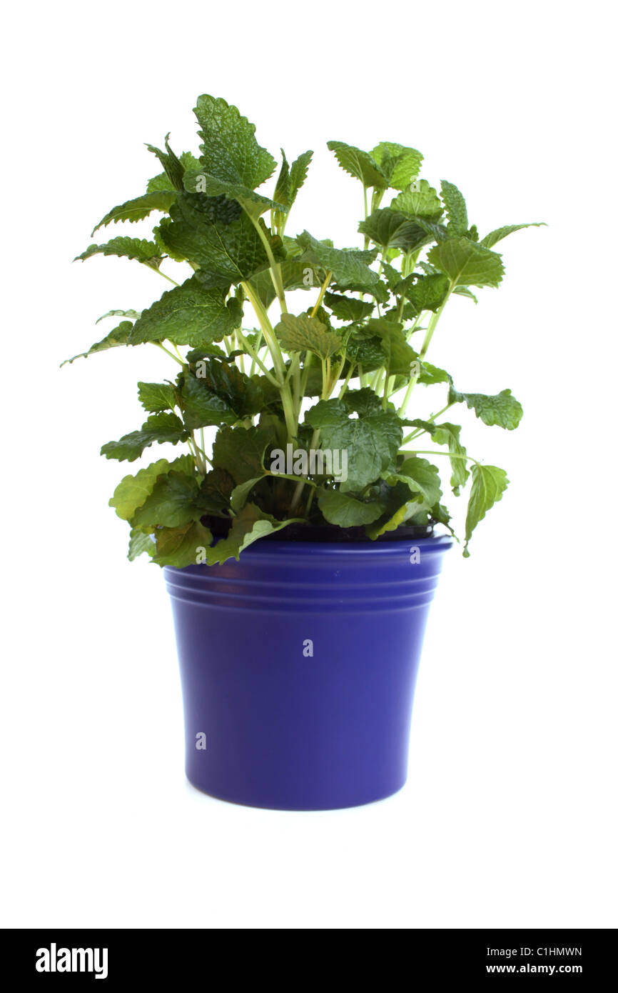 Melissa in a pot against a white background Stock Photo - Alamy