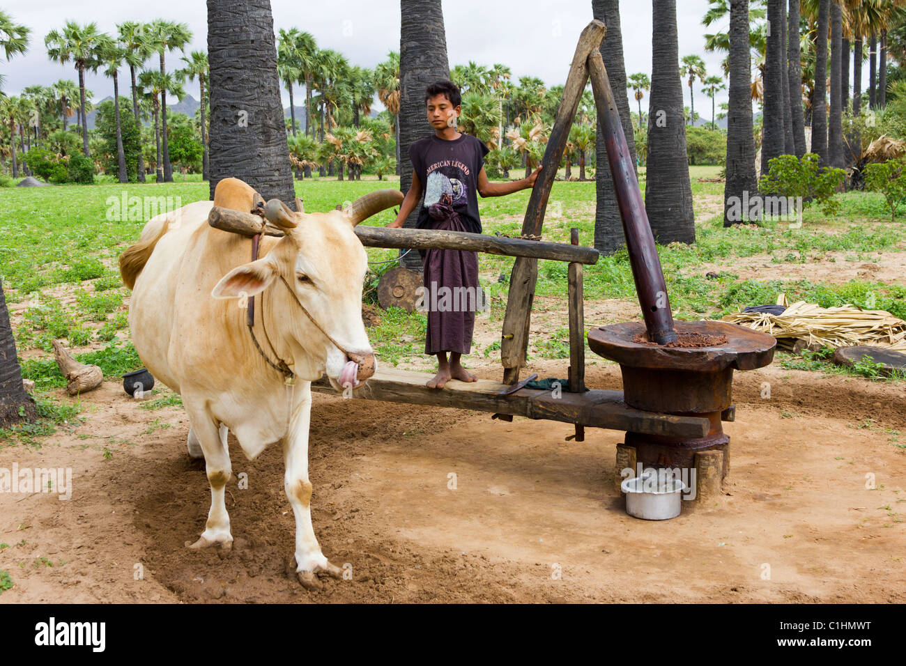 boy driving ox walking around circular mill grinding peanuts to make ...