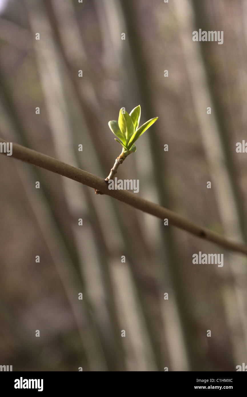 Green shoots of recovery hi-res stock photography and images - Alamy