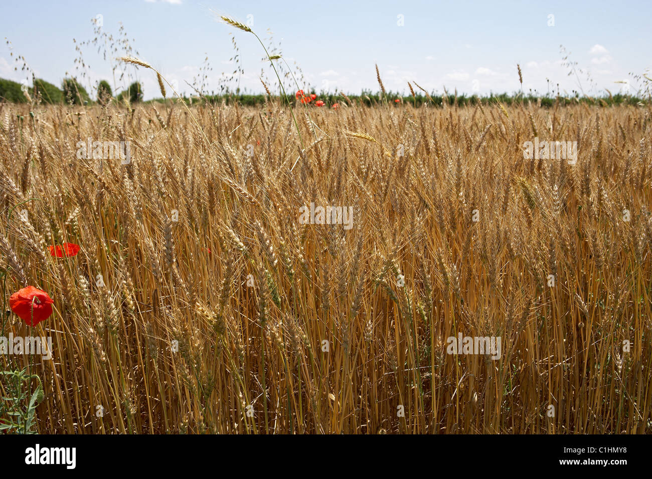 Spain wheat grain hi-res stock photography and images - Alamy