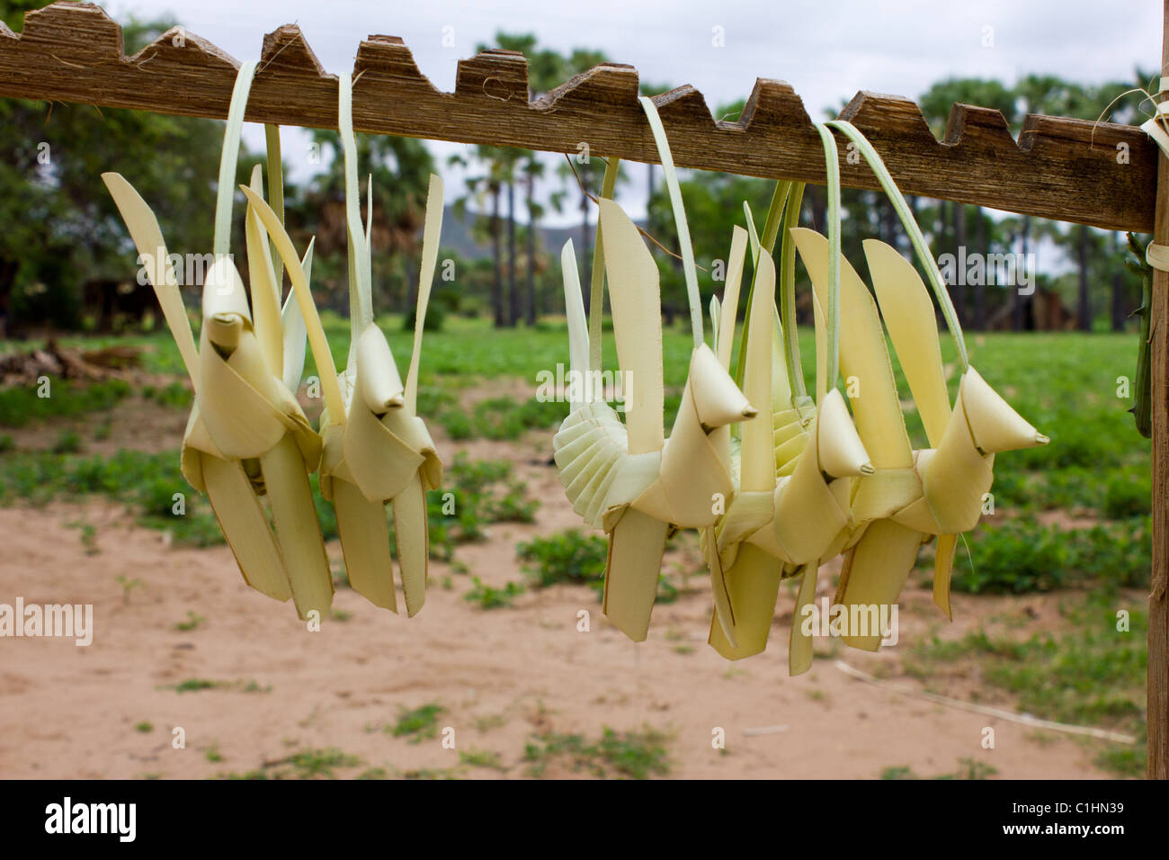 Asian palmyra palm leaves hi-res stock photography and images - Alamy