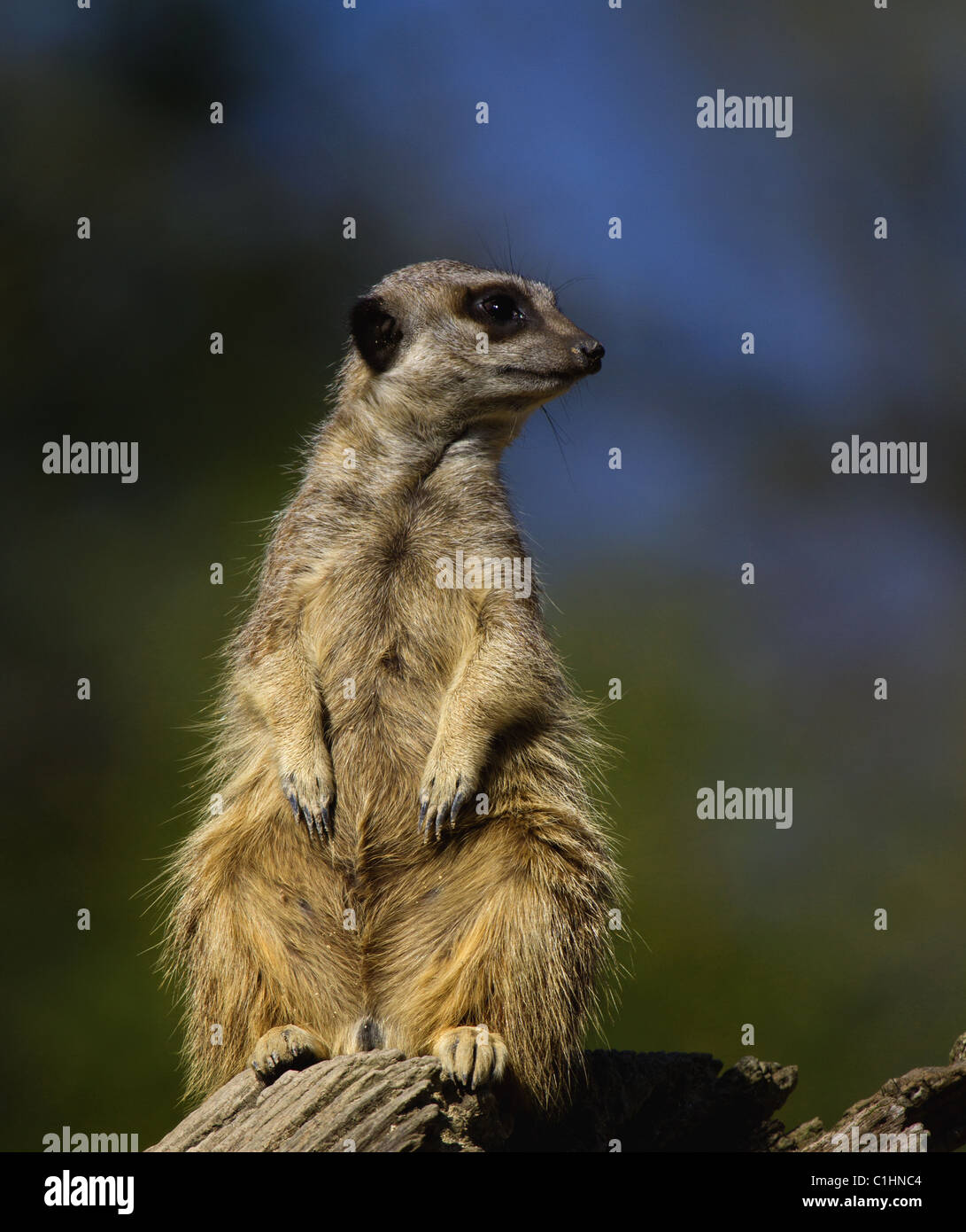 Simples hi-res stock photography and images - Alamy