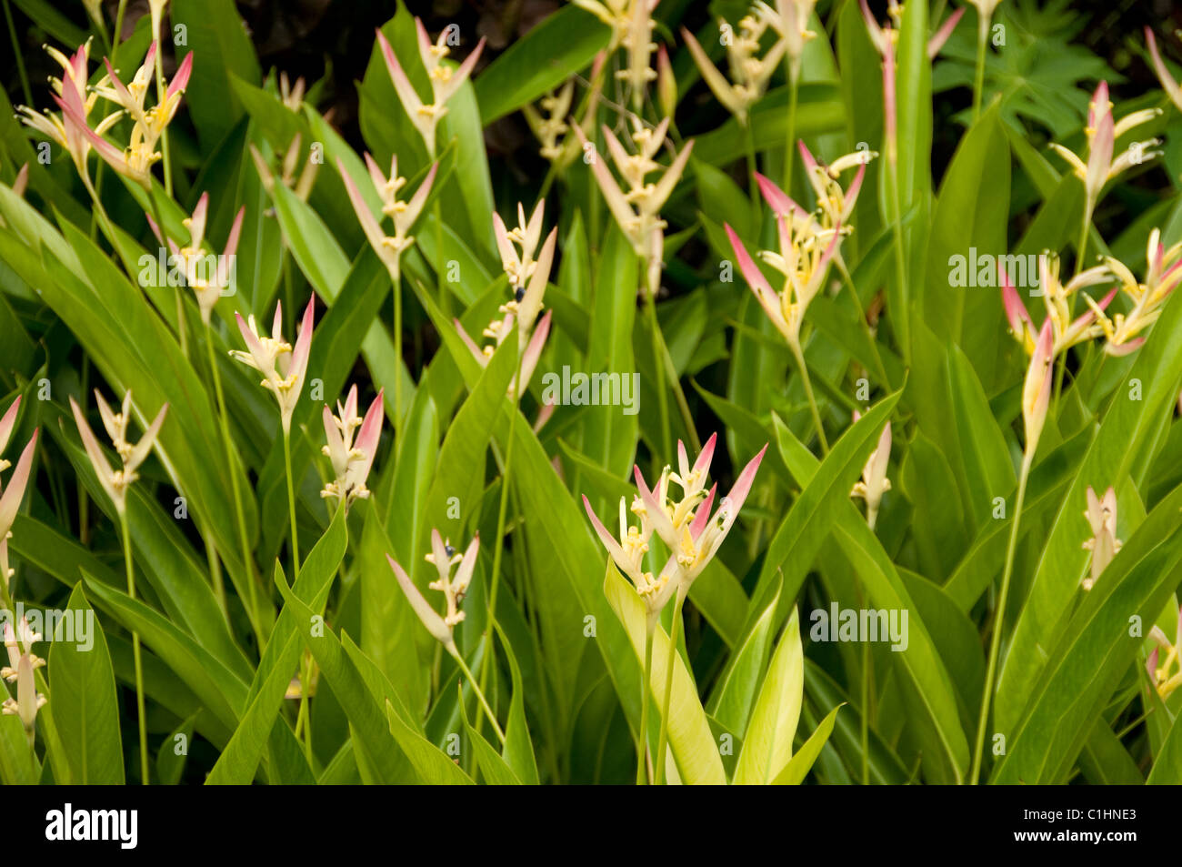 flowers at the Pacific Resort Aitutaki, Cook Islands Stock Photo - Alamy