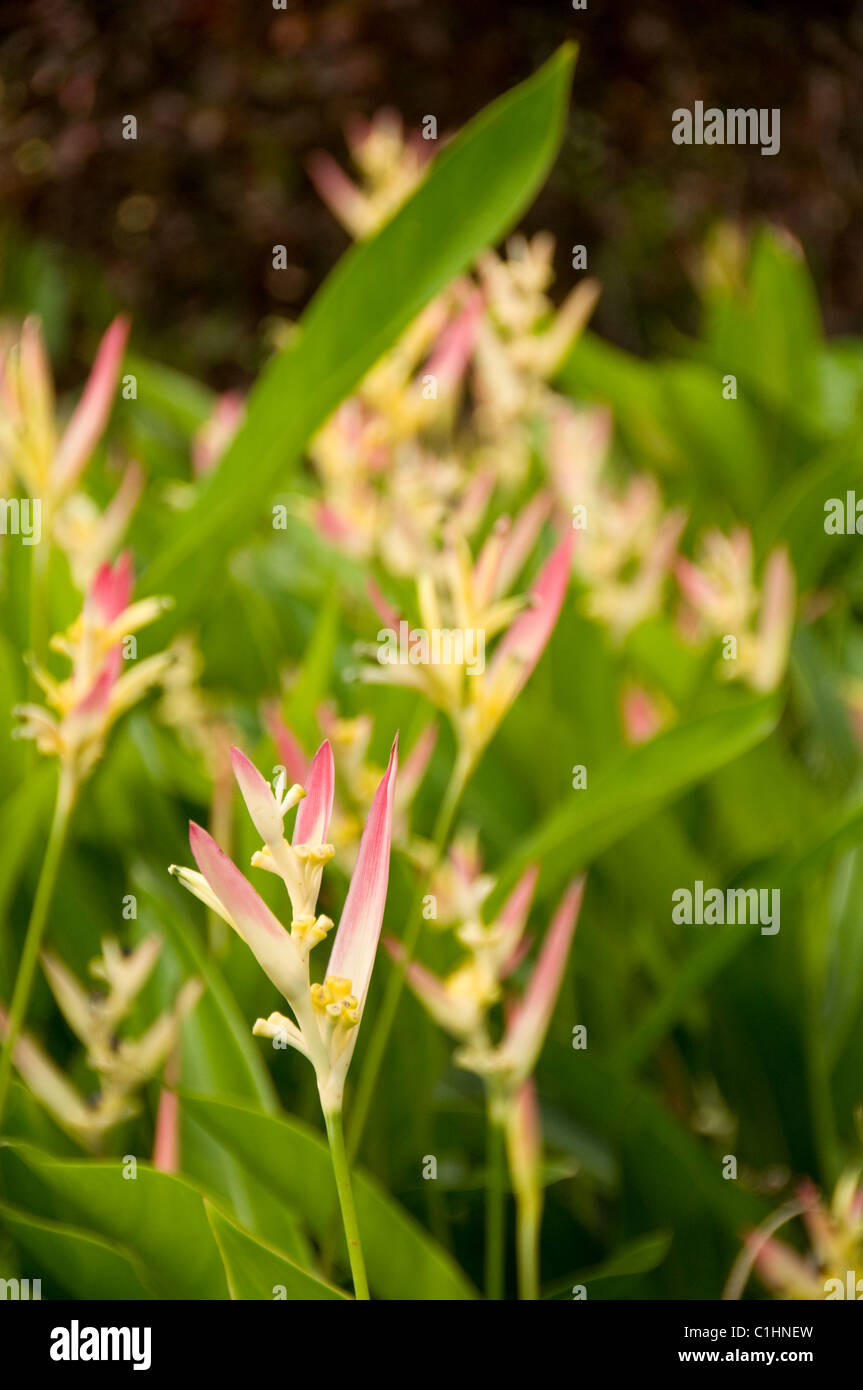 Cook islands flowers hi-res stock photography and images - Alamy