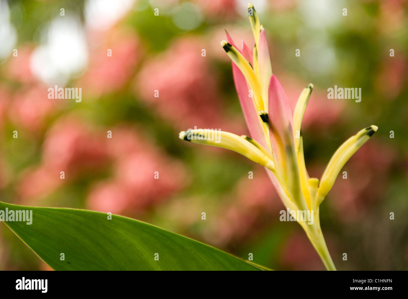 flowers at the Pacific Resort Aitutaki, Cook Islands Stock Photo - Alamy