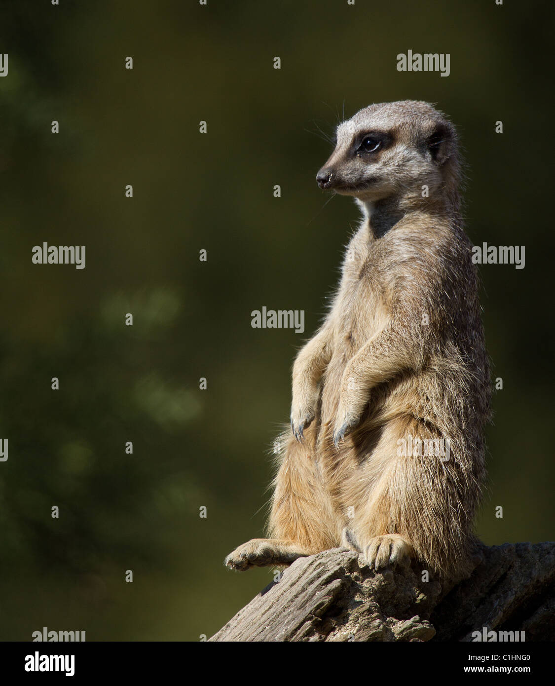 Simples hi-res stock photography and images - Alamy