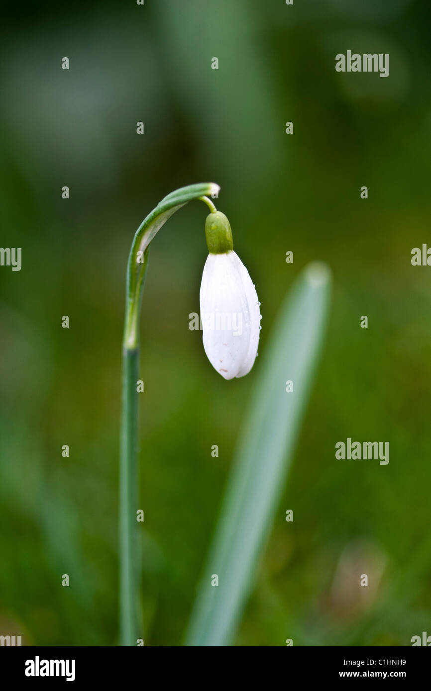 Snow drop snow hi-res stock photography and images - Alamy