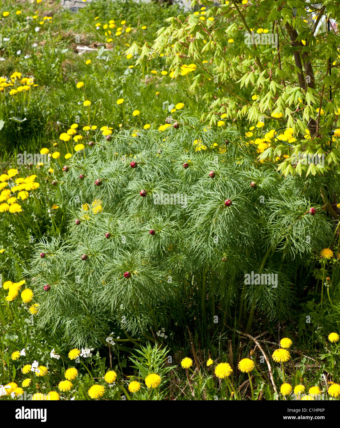 Budding fern-leaf peonies in a neglected garden full of weeds Stock ...